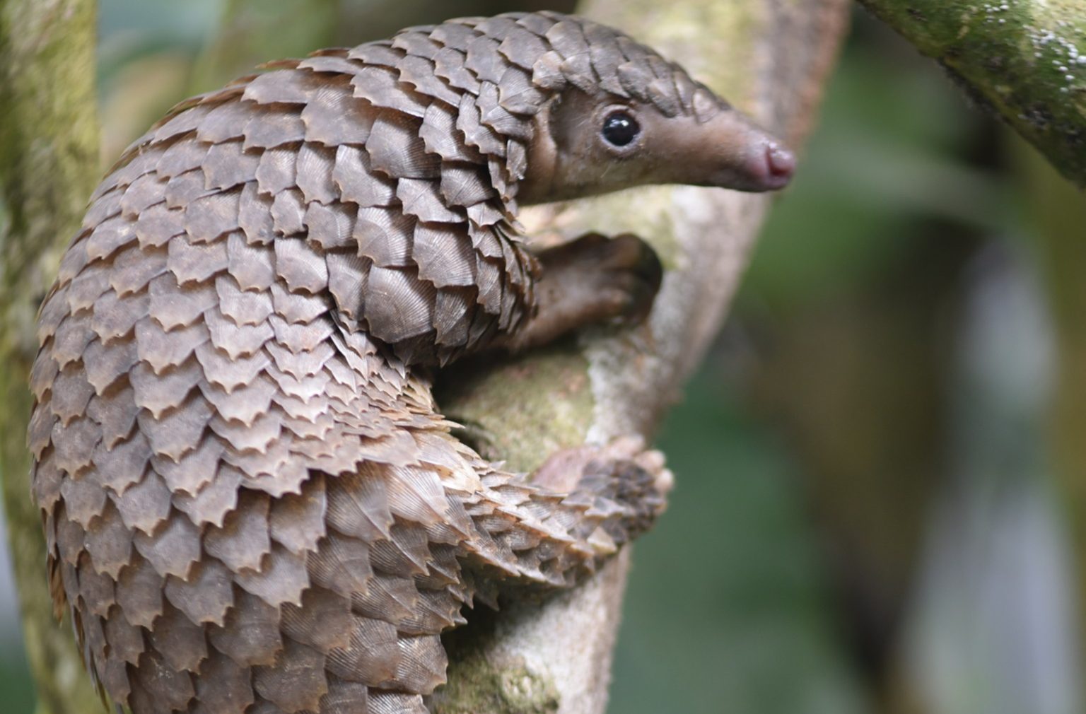 Pangolins: The Silent Guardians of Our Ecosystem - Green Promise Initative
